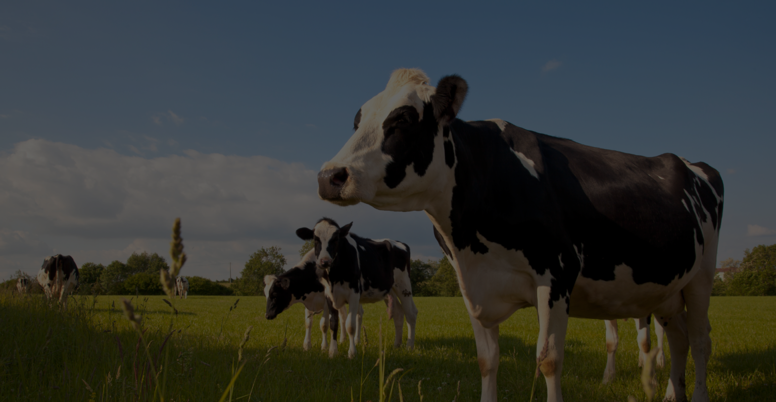 Contact Us - My Moo Milk